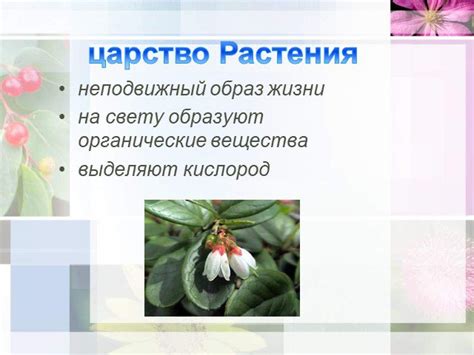 Презентация "Ботаника - наука о растениях" по биологии – скачать проект