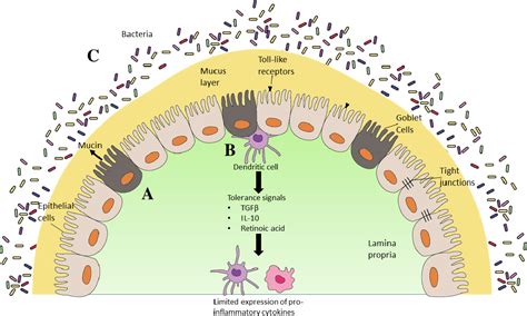 Figure 1 1 From The Proteomic Response Of The Probiotic Pediococcus