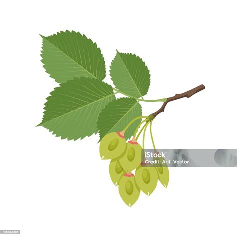 Elm Tree Pods Stock Illustration Download Image Now Elm Tree