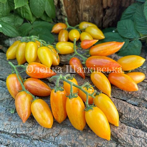 Томат Солодкий Крем (Sweet Cream). – МегаТомат