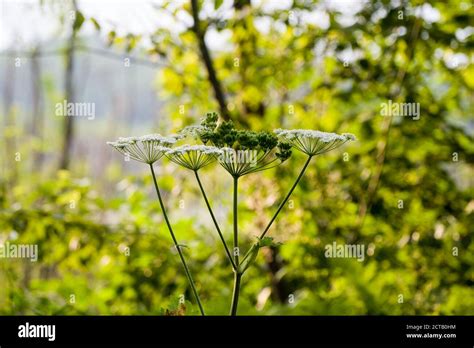 Cow Parsnip Heracleum Maximum Stock Photo Alamy