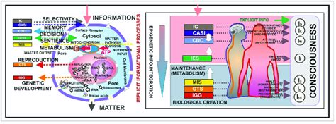 Schematic Representation Of The Informational Activities In The Download Scientific Diagram