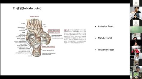 Ep1 발과 발목 뼈와 구성 Youtube