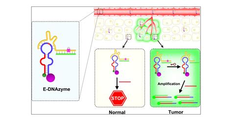 Enzymatically Activated Autonomous Motion Dnazyme Signal Amplification