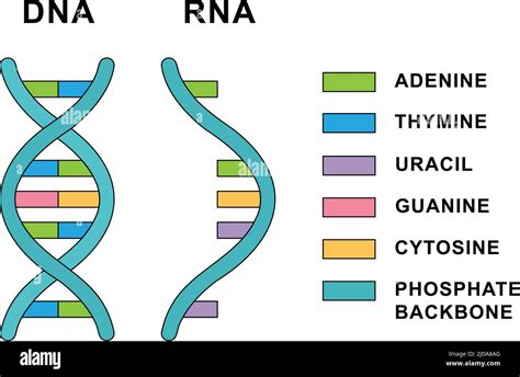 Struttura Delle Molecole Di Acido Ribonucleico E Di Acido