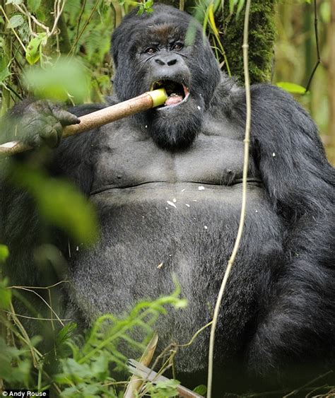 Bamboozled Amazing Pictures Of A 30 Stone Silverback Gorilla Who Had