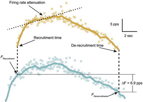Motor Unit Firing Patterns From Two Tibialis Anterior Motor Units Download Scientific Diagram
