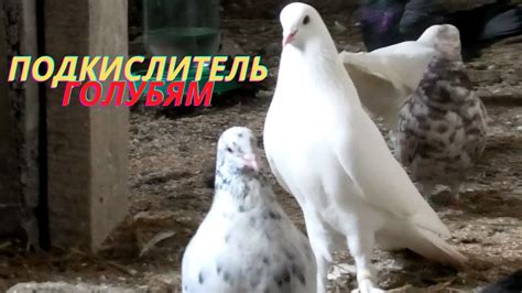Для чего нужен подкислитель голубям! #профилактика #лечениеголубей ...