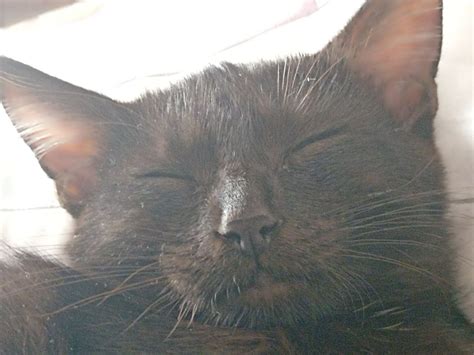 My Friends Cat Dio R Aww