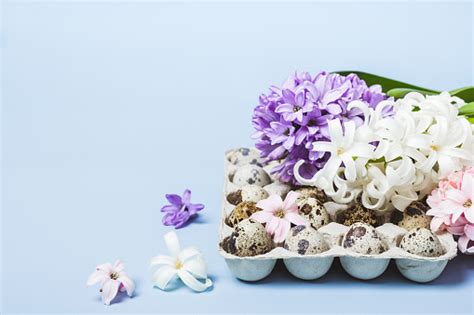 봄 축제 부활절 배경입니다 히 아 신 스 꽃과 메 추 라 기 달걀 0명에 대한 스톡 사진 및 기타 이미지 0명 개화기