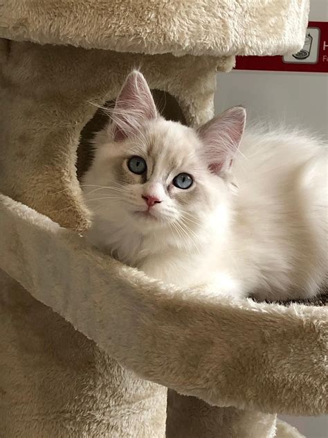 Floating Kitty Artofit