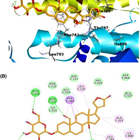 Structural Nomenclature Of Cardiac Glycosides A Cardenolides B