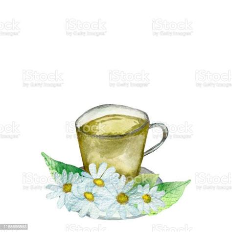 수채화 손 은 초대 및 인사말 카드에 대한 흰색 배경에 노란색 중간과 녹색 잎 주위에 노란색 중간과 녹색 잎과 차와 흰색 카모마일 꽃 꽃다발 한 잔과 자연 허브 구성을 그린