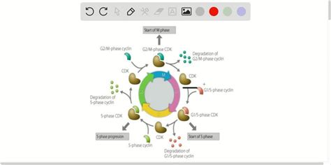 Solvedwhat Are Cyclins And Cyclin Dependent Kinases And How Do They