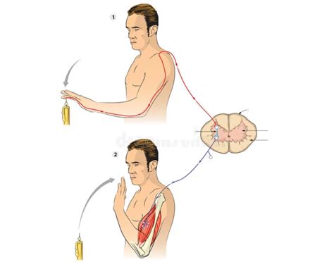 Reflex Arc Labeling Practice Quiz