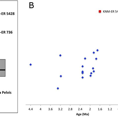 A Boxplot Of Body Mass Estimates In Fossils Attributed To Homo