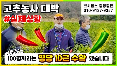 고추농사 대박 비법 평당 10근 수확 실제상황 Youtube