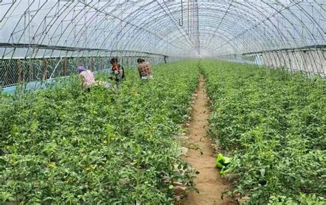 公主岭市南崴子街道大力发展棚膜经济助力乡村振兴种植葡萄大棚