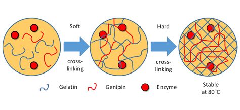 Catalysts Free Full Text A Two Step Cross Linked Hydrogel