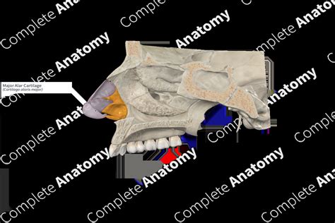 Major Alar Cartilage Complete Anatomy