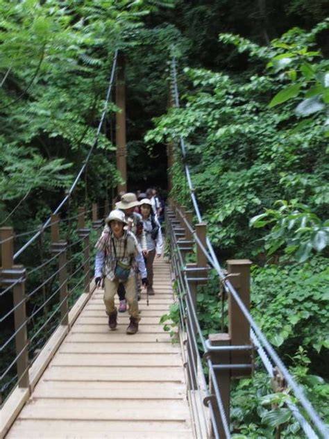 高尾山日影沢城山 初夏の花探索藤沢山の会
