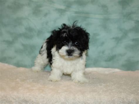 Havanese Puppy Black White Id20291 Located At Petland Dalton Georgia