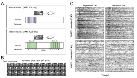 Neural Population Activity During Natural Video Presentations A Download Scientific Diagram