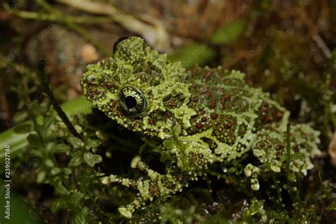 Vietnamese Mossy Frog On A Close Up Picture A Rare Tropical Amphibian