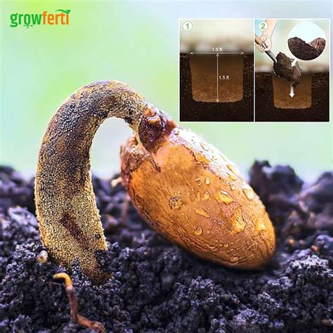 How To Grow Durian Arslansaeed Medium