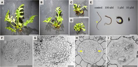 Effects Of Tdif On The Morphology Of Asplenium × Lucrosum Ad Download Scientific Diagram