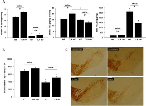 A Hplc Measurement Of Striatal Dopamine Da And Homovanillic Acid Download Scientific