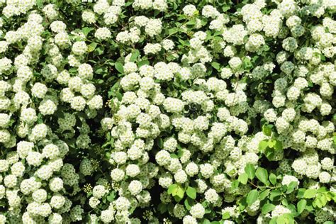 Three Dimensional Structure Of The Plant Hawthorn Stock Image Image