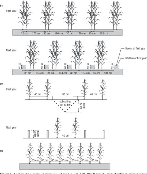 Figure 1 From Canopy Structure Light Interception And Photosynthetic Characteristics Under