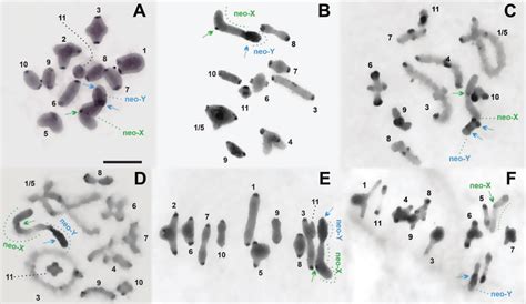 Distribution Of Heterochromatin In Ronderosia Species C Banding A F