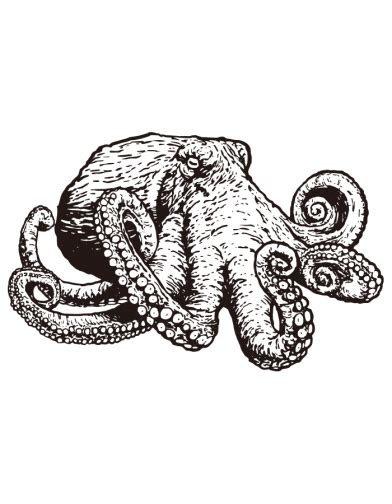 크라켄 왕 문어 그림 로고 Ai Illustrator File Us500 Each Ai And Png File
