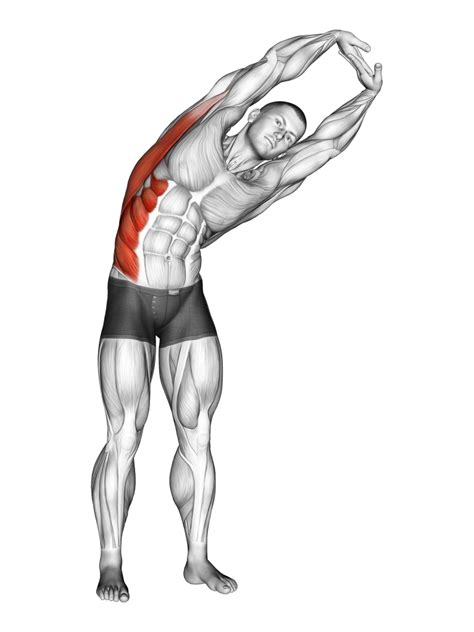 Quadratus Lumborum 4 Exercises And 4 Stretches Inspire US