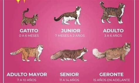 Etapas De Vida De Los Gatos ~ Solo Gatos