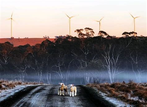 Meaghan C On Linkedin Accionaenergia Accionaaustralia Renewableenergy Windfarm Cleanenergy…