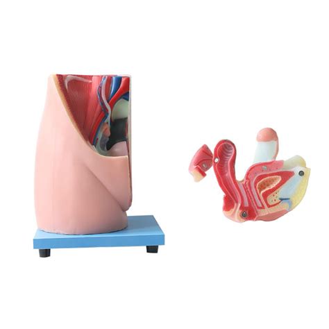 China Median Sagittal Section Of Female Pelvic Soft Silicone Anatomy