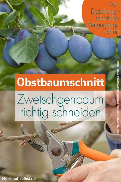Zwetschgenbaum Schneiden Zwetschgenbaum Obstbaumschnitt Pflaumenbaum
