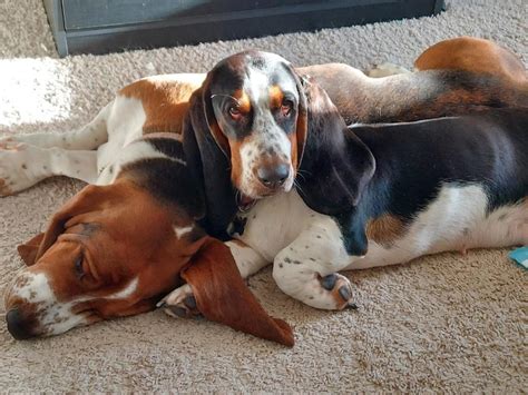 She Hates Being Woken Up During Her Afternoon Nap 😂 R Basset