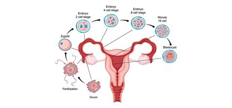 Fellowship In Embryology In Bangalore India