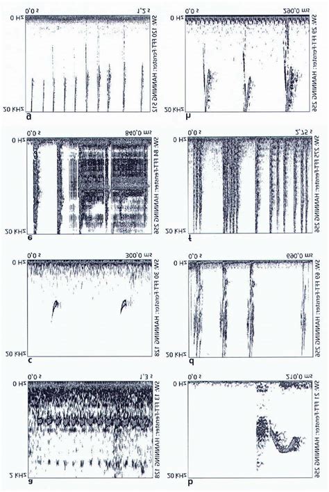 Sound Spectrograms Of Vocalization Types Of Graphiurus Parvus Note Download Scientific Diagram