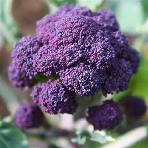 50 Purple Sprouting Broccoli Seeds Welldales