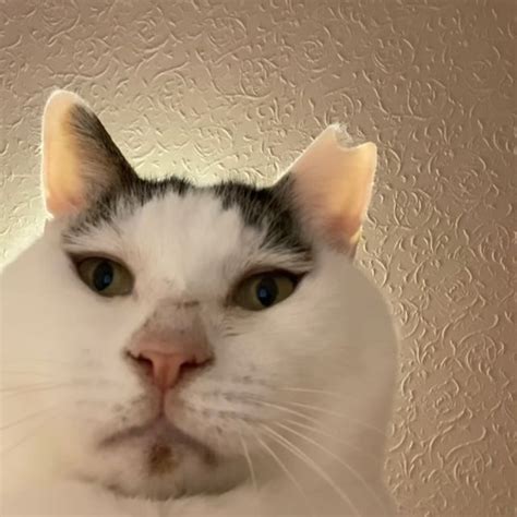 L T L C N O Vi C Kh Ng C Ng I Y U L I B G N Cho C I C U T N