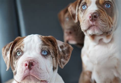 The Merle Bully What You Need To Know Unsuspecting Pet Owners