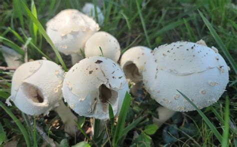 Who Are These Pretty Bois Rmycology