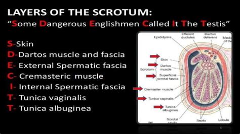 Scrotal And Testicular Swellingpptx