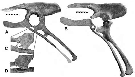 Dinosaur Pelvis