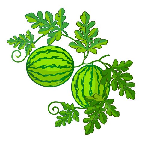 Semangka Senyum Semangka Watermelon Vector Png And Ve
